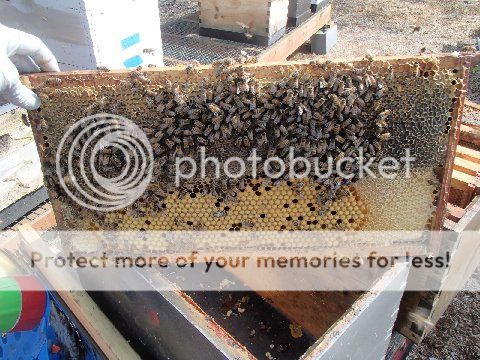Overwintered nucs in spring | Beesource Beekeeping Forums